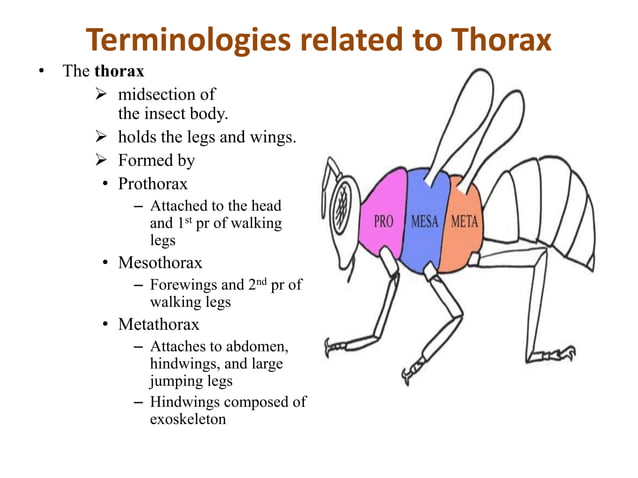 Terminologies related to insect Morphology