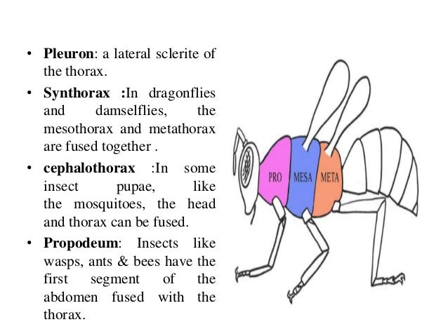 Terminologies related to insect Morphology
