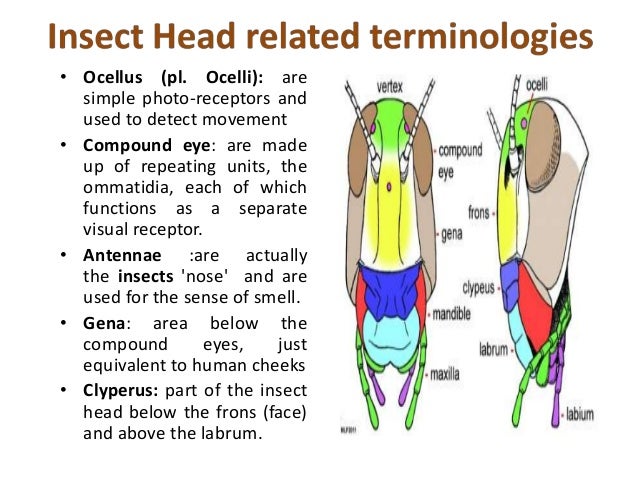 Terminologies related to insect Morphology