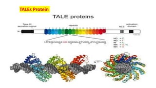 Genome Editing Tool ZFNs and TALEs | PPTX