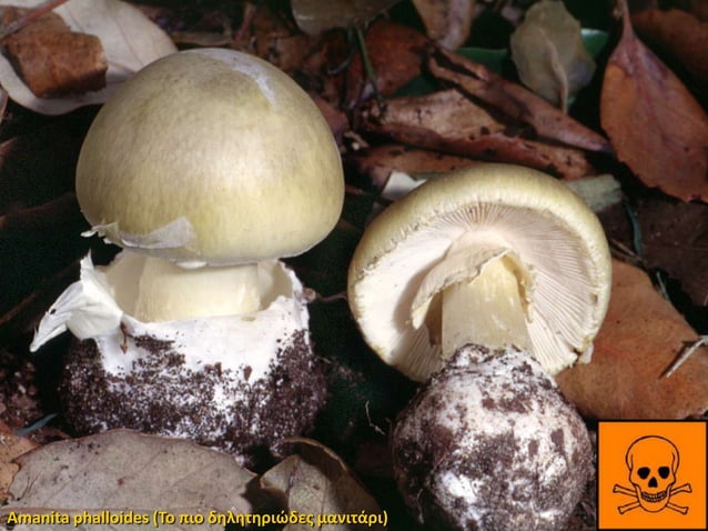 Manitaria presentation | PPTX