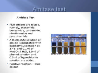 Myco.tuberculosis | PPTX