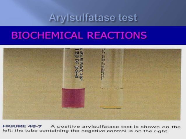 Myco.tuberculosis | PPT