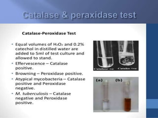 Myco.tuberculosis | PPTX