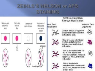 Myco.tuberculosis | PPT