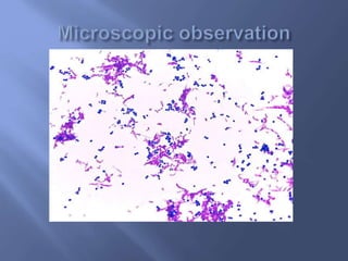 Myco.tuberculosis | PPT