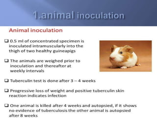 Myco.tuberculosis | PPT