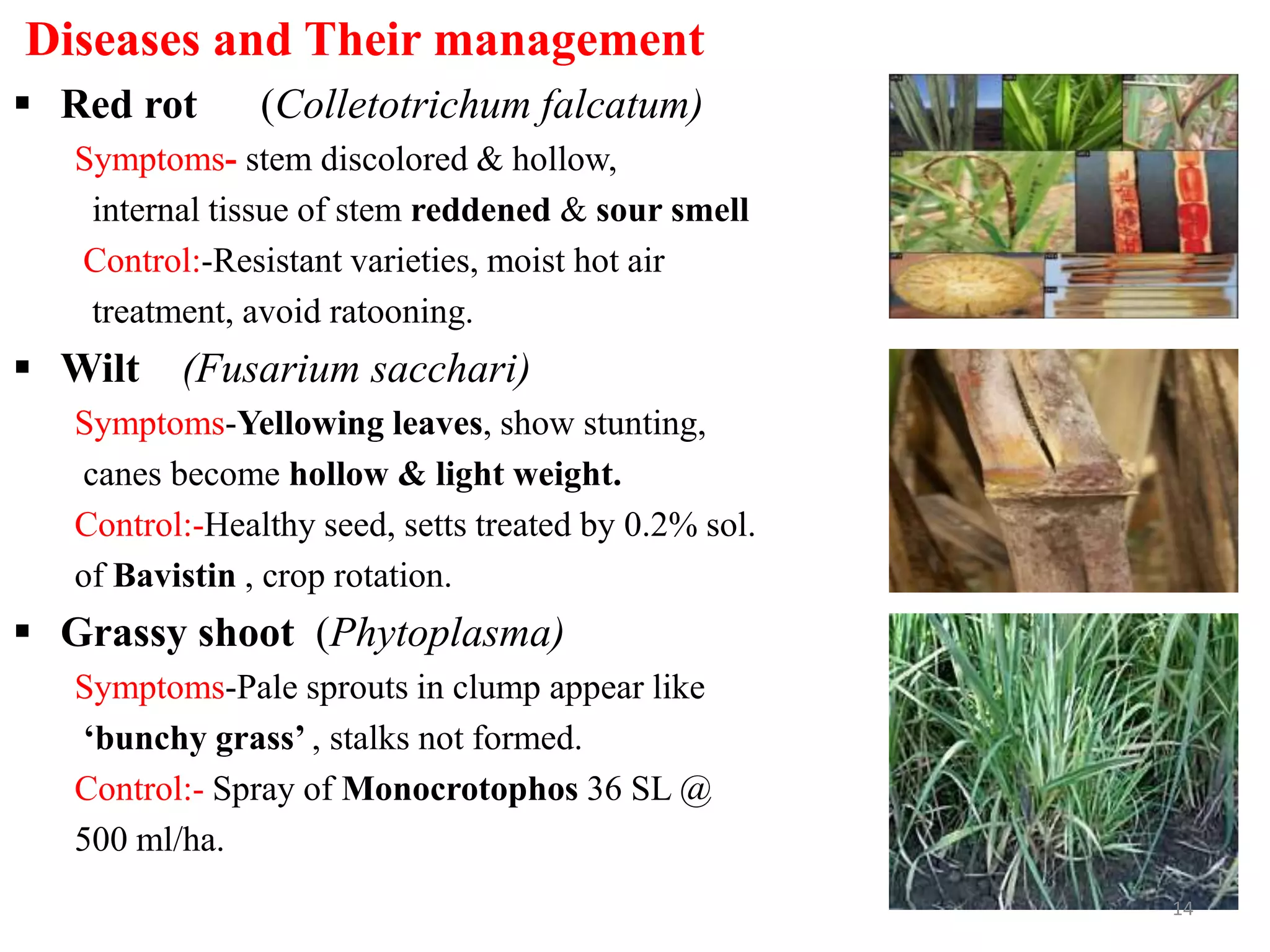 Cultivation of sugarcane......... | PPTX