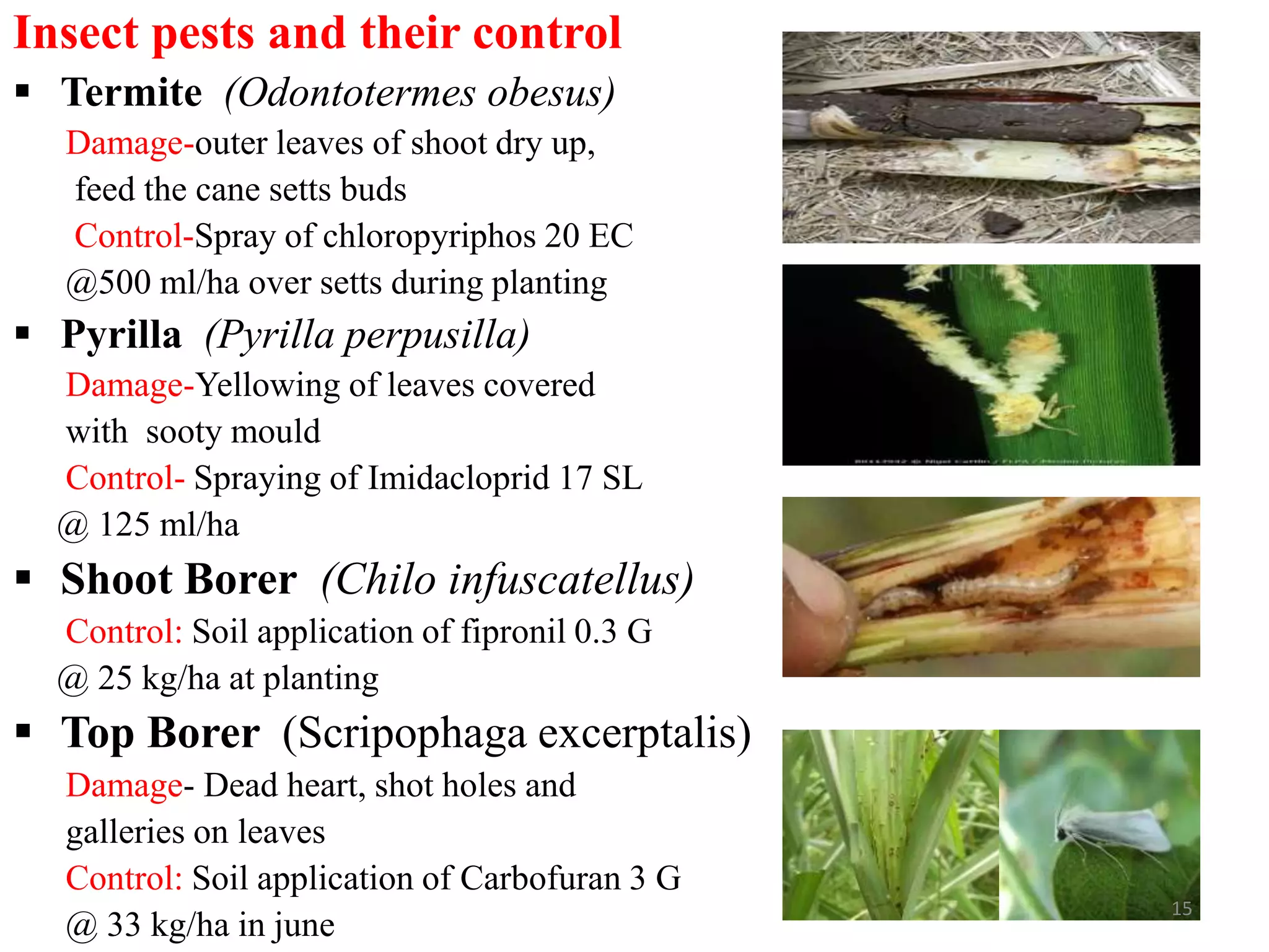 Cultivation of sugarcane......... | PPTX
