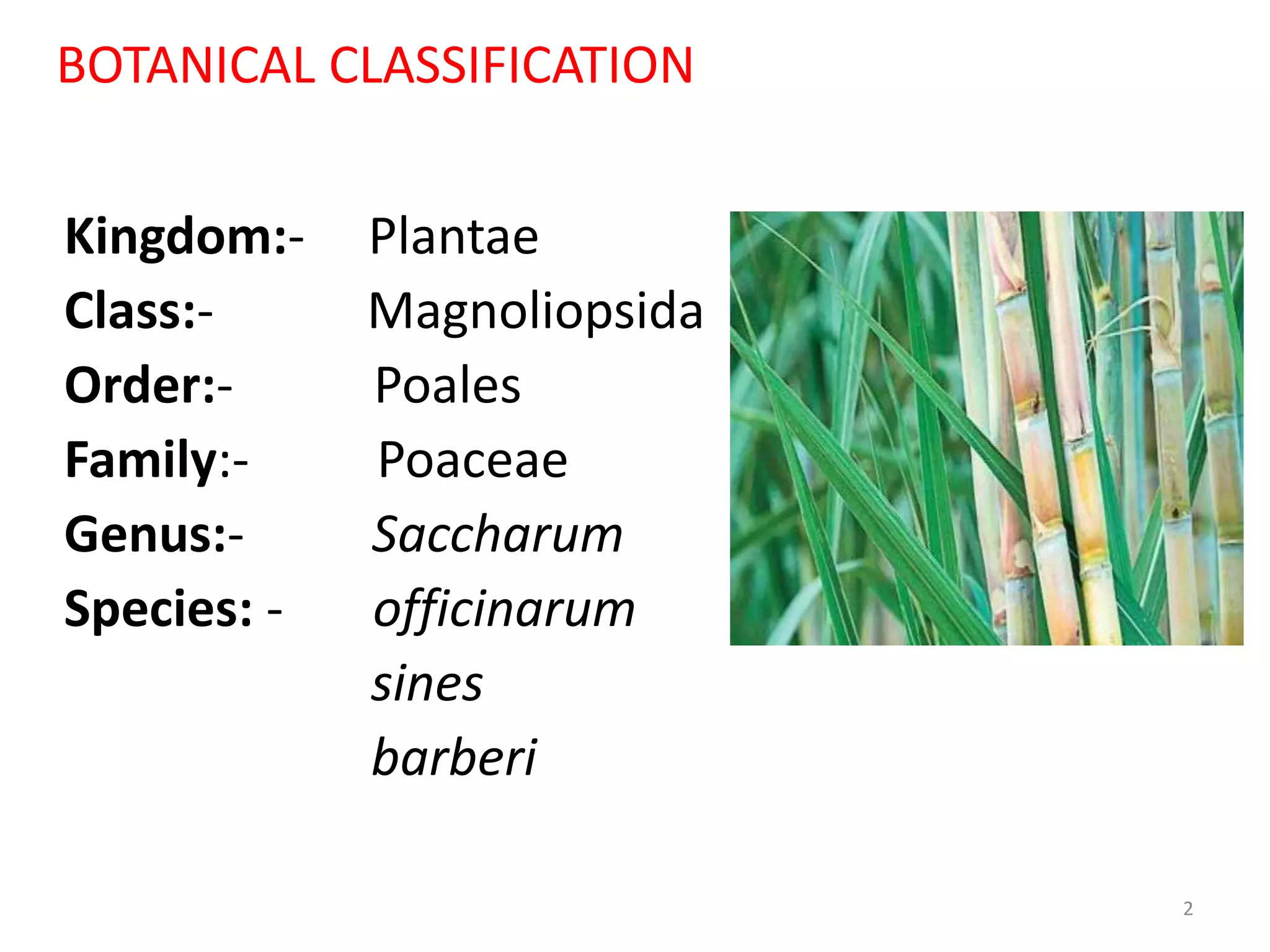 Cultivation of sugarcane......... | PPTX