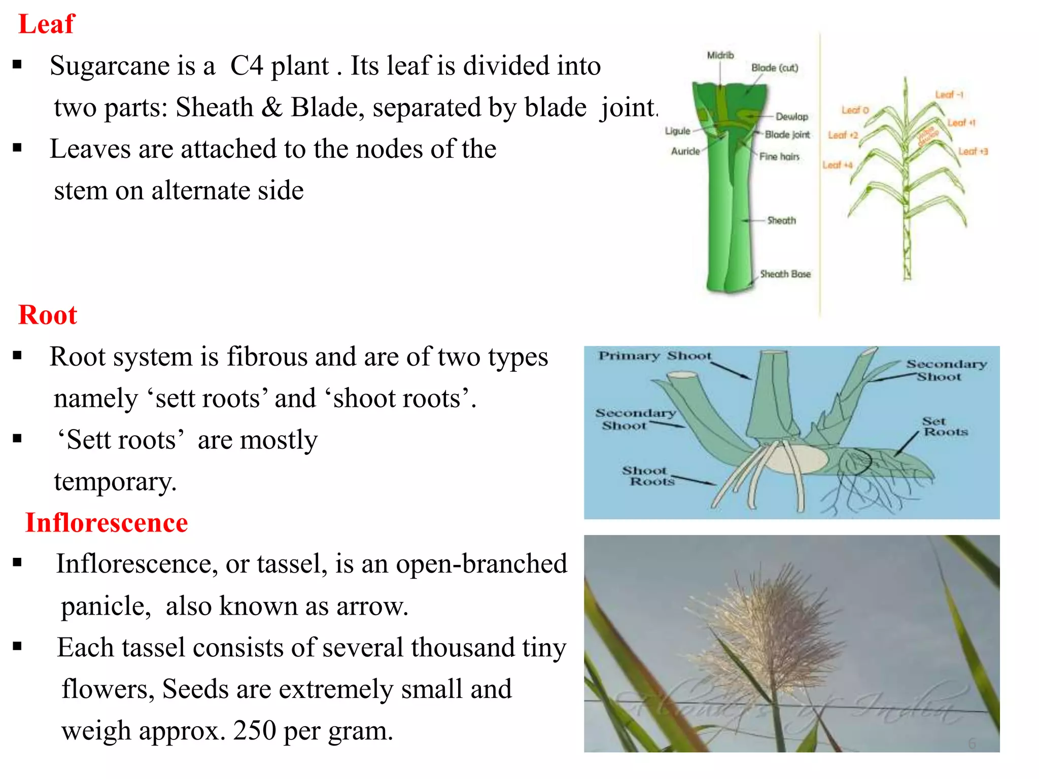 Cultivation of sugarcane......... | PPTX