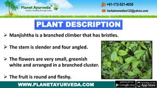 Health Benefits of Manjistha Capsules - Ayurvedic & Medicinal ...