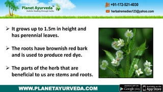 Health Benefits of Manjistha Capsules - Ayurvedic & Medicinal ...