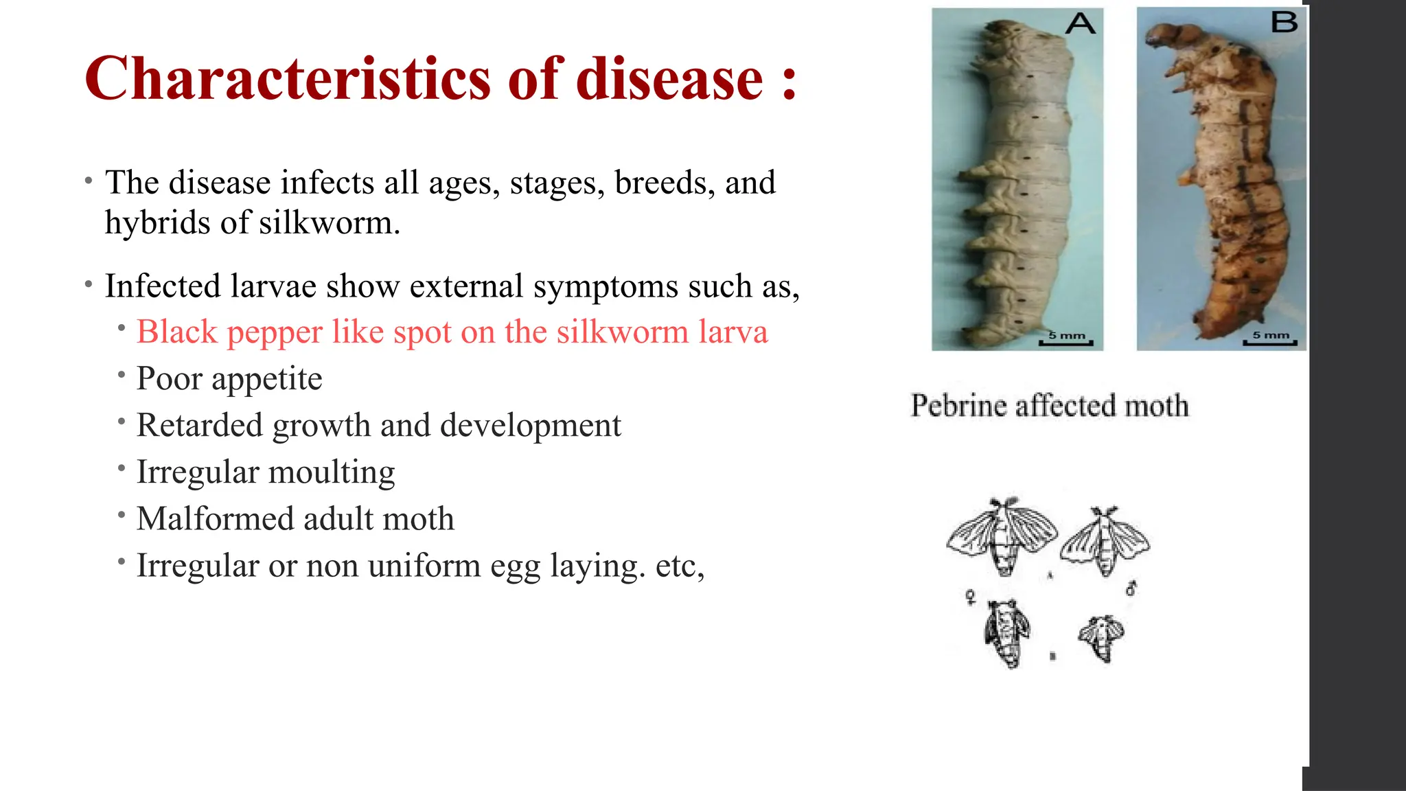 Pebrine disease in silkworm. Mulberry crop | PPTX
