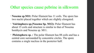 Pebrine disease in silkworm. Mulberry crop | PPTX