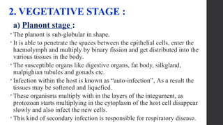 Pebrine disease in silkworm. Mulberry crop | PPTX