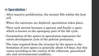 Pebrine disease in silkworm. Mulberry crop | PPTX