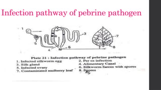 Pebrine disease in silkworm. Mulberry crop | PPTX