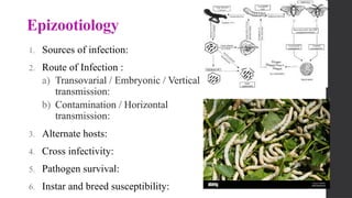 Pebrine disease in silkworm. Mulberry crop | PPTX