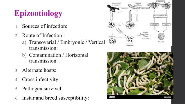 Pebrine disease in silkworm. Mulberry crop | PPTX | Infectious Diseases ...