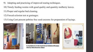 Pebrine disease in silkworm. Mulberry crop | PPTX