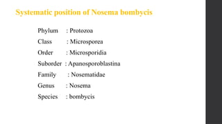 Pebrine disease in silkworm. Mulberry crop | PPTX
