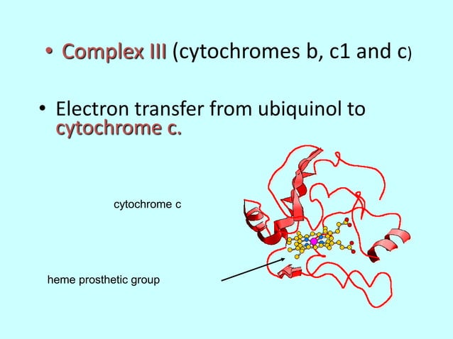 Electron Transport Chain ETC | PPTX | Chemistry | Science