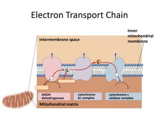 Electron Transport Chain ETC | PPTX