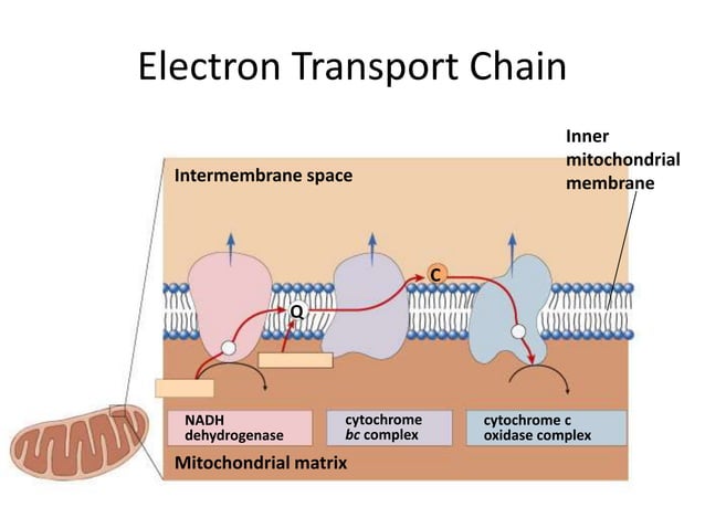 Electron Transport Chain ETC | PPTX | Chemistry | Science