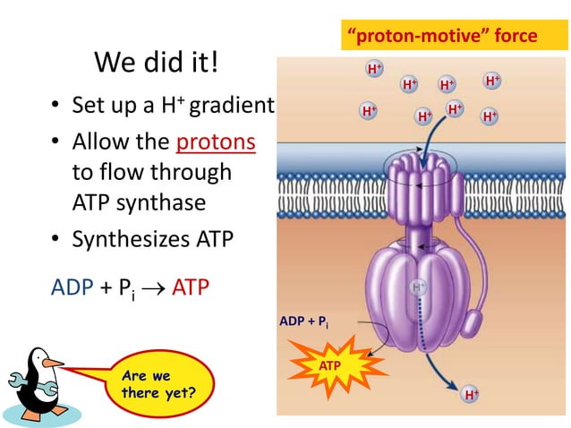 Electron Transport Chain ETC | PPTX | Chemistry | Science