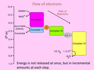 Electron Transport Chain Diagram Simple