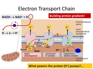 Electron Transport Chain Photosynthesis Simple