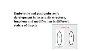 Embryonic and post-embryonic development in insects :its structure ...
