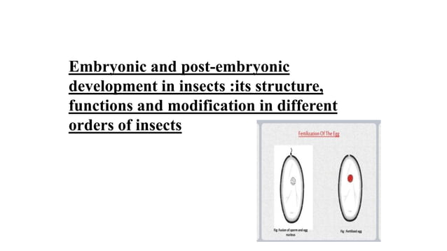 Embryonic and post-embryonic development in insects :its structure ...