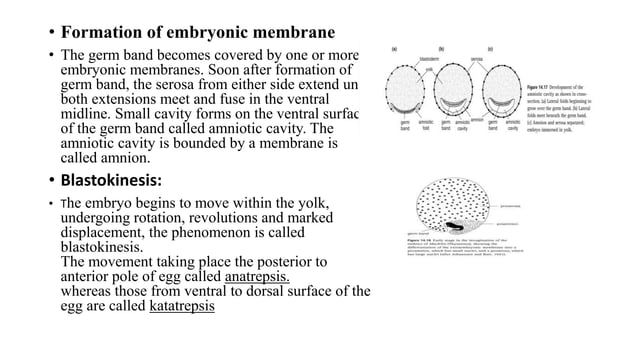 Embryonic and post-embryonic development in insects :its structure ...