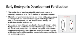 Embryonic and post-embryonic development in insects :its structure ...