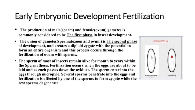 Embryonic and post-embryonic development in insects :its structure ...