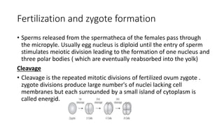 Embryonic and post-embryonic development in insects :its structure ...