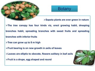 CROP IMROVEMENT AND RECENT ADVANCES IN SAPOTA | PPTX