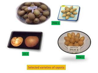 CROP IMROVEMENT AND RECENT ADVANCES IN SAPOTA | PPTX