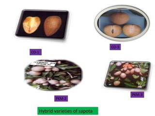 CROP IMROVEMENT AND RECENT ADVANCES IN SAPOTA | PPTX