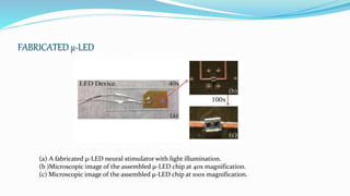 Optical propagation of blue LED light in brain tissue and Parylene-C ...