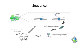 Optical propagation of blue LED light in brain tissue and Parylene-C ...
