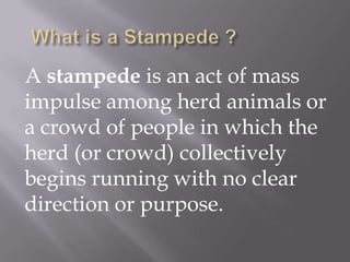 Manmade disasters Stampede | PPTX