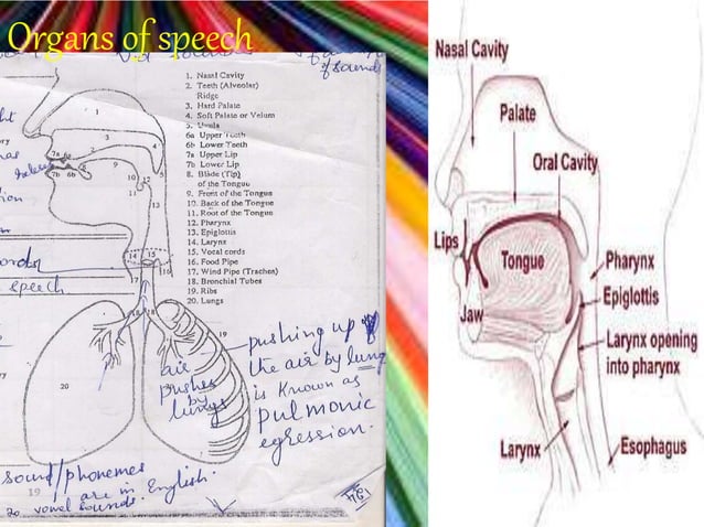 Manner of articulation | PPTX