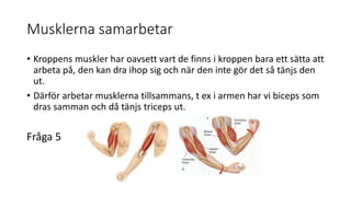 Människokroppen del 2 muskler | PPT | Free Download