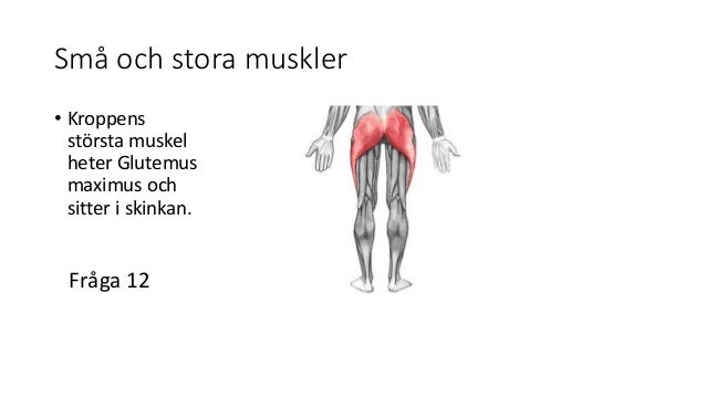 Människokroppen del 2 muskler