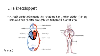 Människokroppen del 4 | PPTX | Heart and Cardiovascular Diseases ...