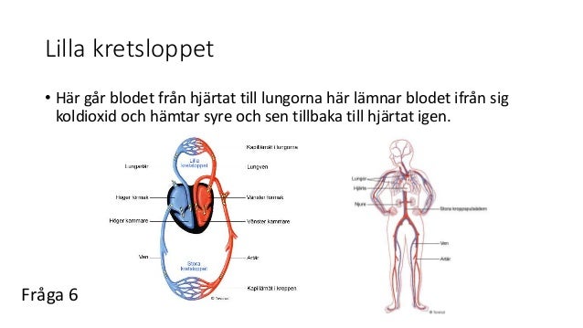 Människokroppen del 4