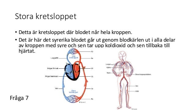 Människokroppen del 4